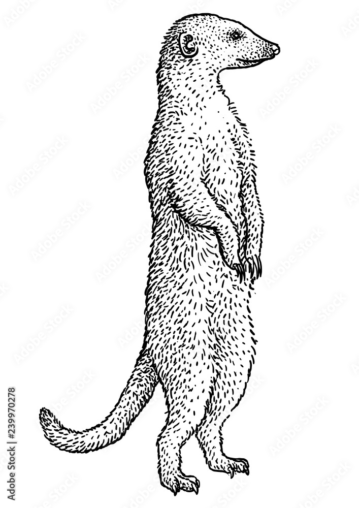 Meerkat, suricate, suricata illustration, drawing, engraving, ink, line ...