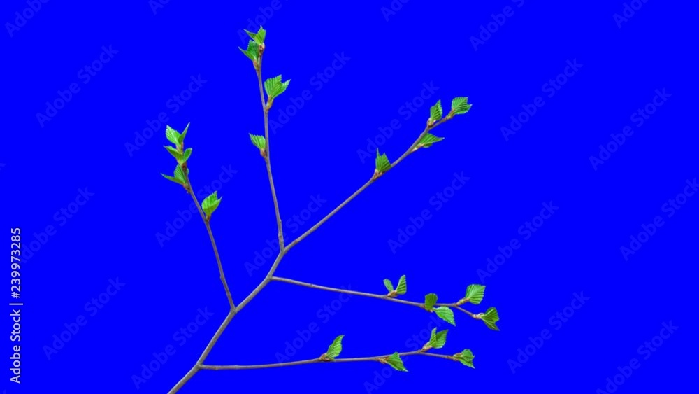 Birch buds opening Time lapse. Footage with alpha channel (codec: png ...