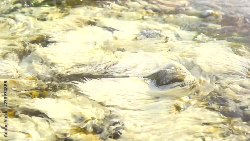 Bacteria Chloroflexus aurantiacus in hot springs, Chae Son National ...