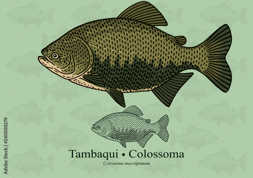Tambaqui, Colossoma. Vector illustration with refined details and ...