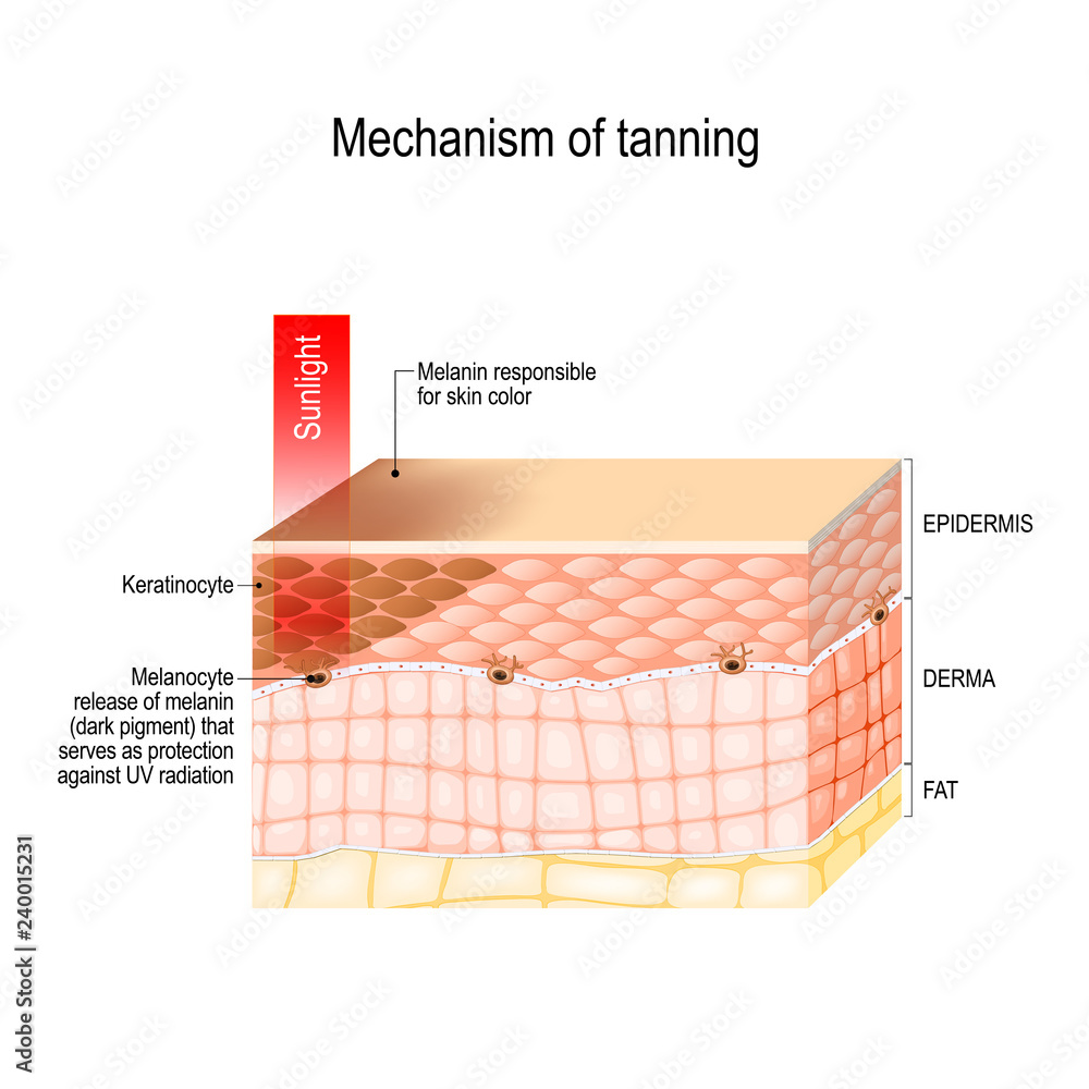 mechanism of tanning. skin pigmentation. Cross-section of the human ...