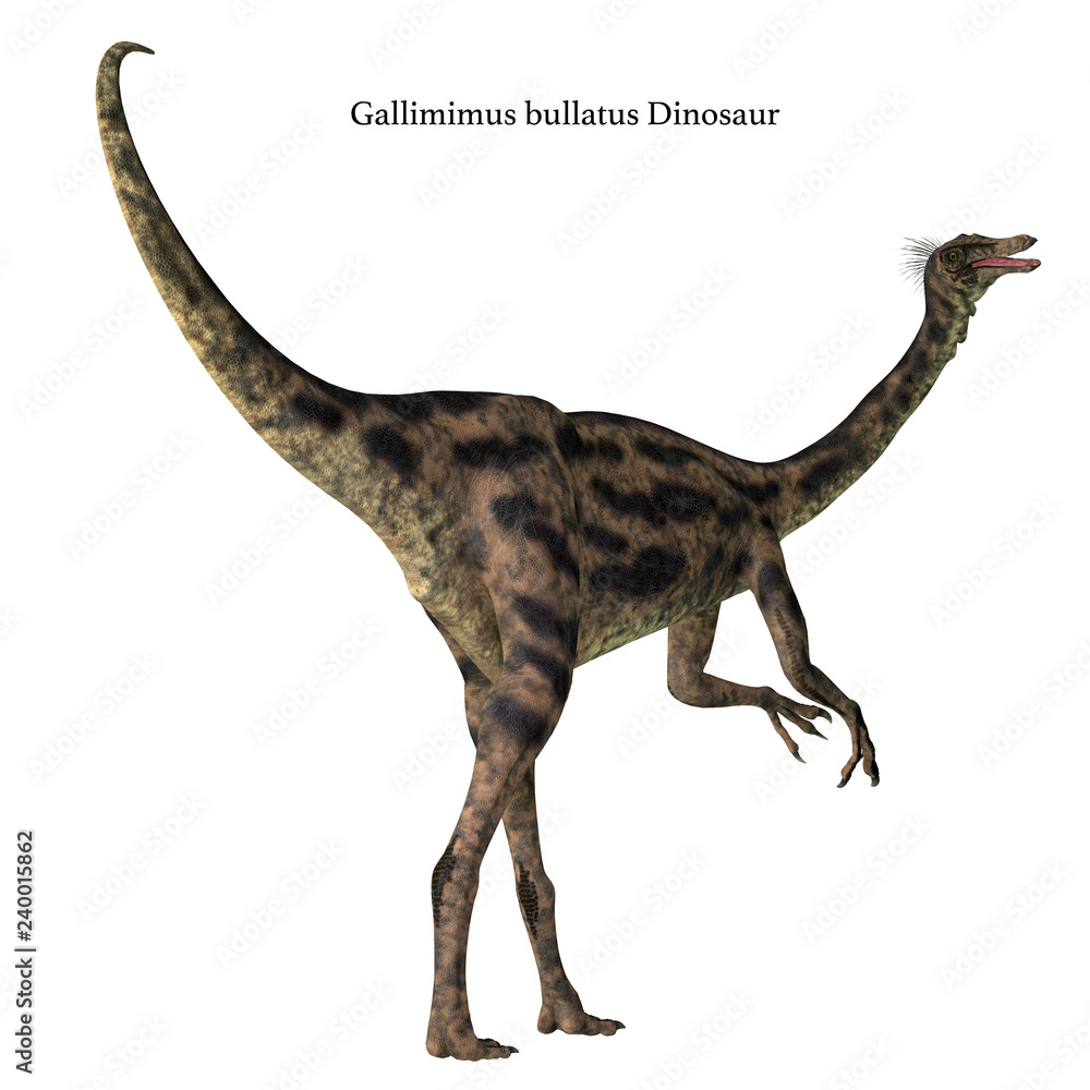 Gallimimus Dinosaur Tail with Font - Gallimimus was a omnivorous ...