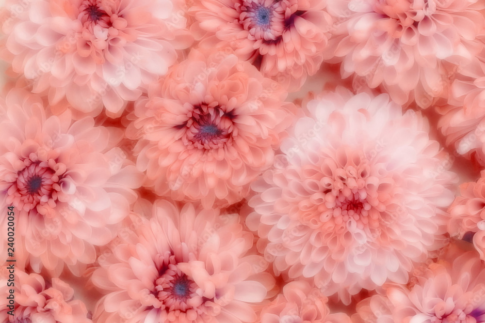 Coral Flowers Background