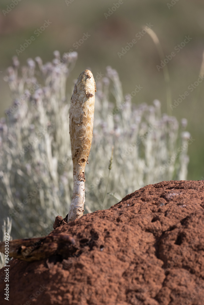 Podaxis pistillaris fungus fruiting body a termite mound Stock Photo ...
