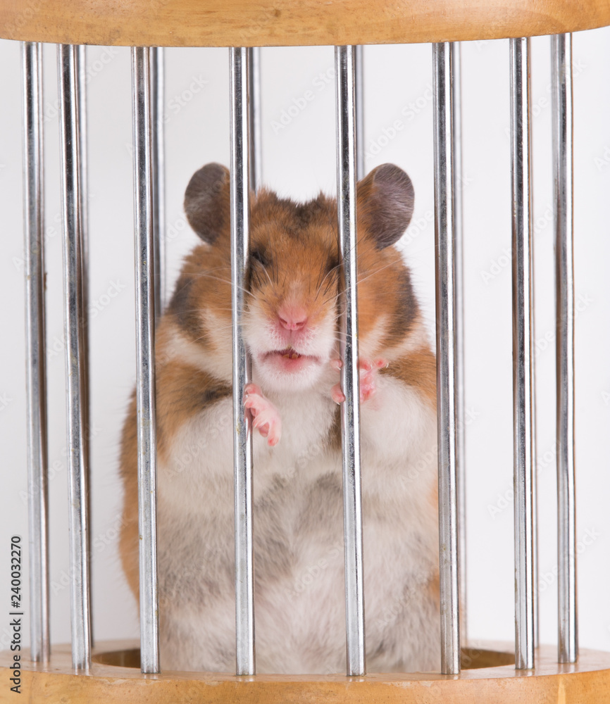 Crazy Hamster Cages