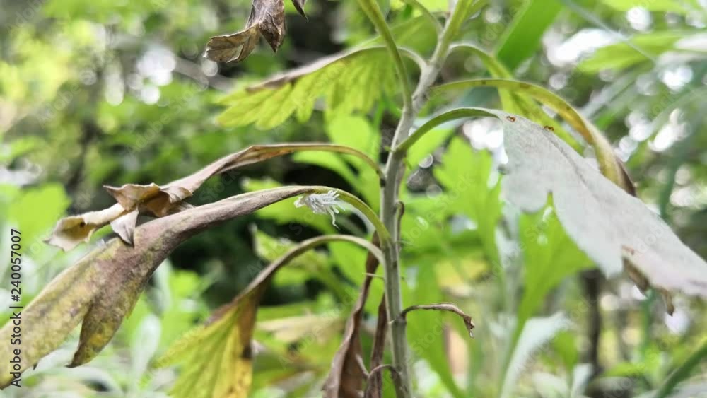 White butternut woolly worm. Eriocampa juglandis sandfly larva. Plant ...