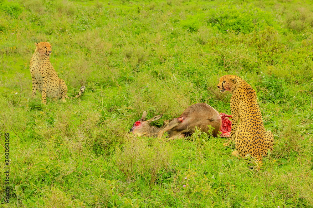 Cheetah Hunting Wildebeest