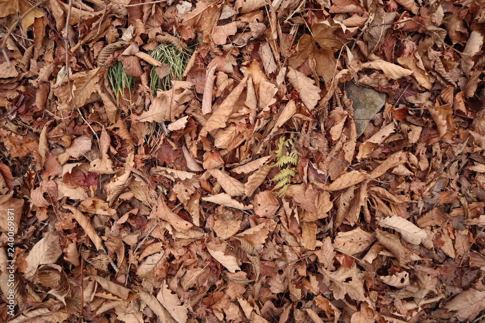 Dry Leaves Forest