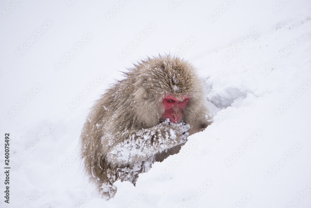 Snow monkeys can live in cold weather with white snow as a backdrop ...