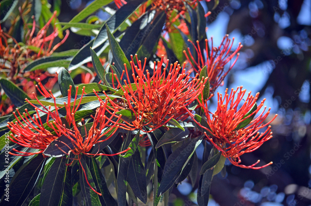 Bright red flowers of the Australian native Tree Waratah, Alloxylon ...