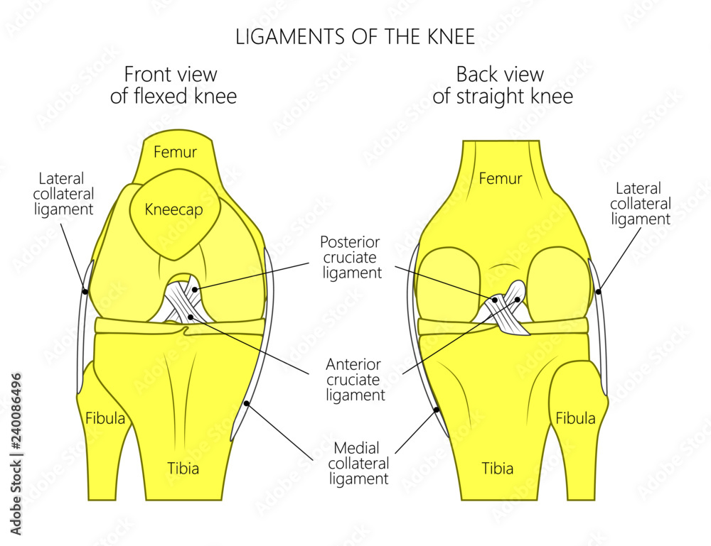 Poster Vector illustration anatomy of a healthy knee joint – Wall Art ...