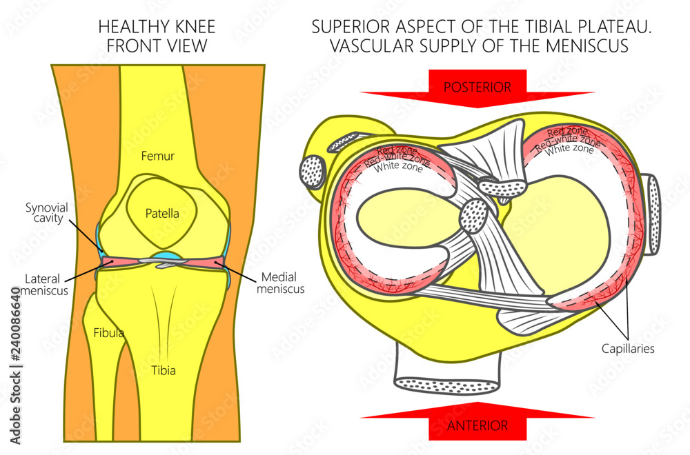 Vector illustration. Front view of a healthy human knee, anatomy of a ...