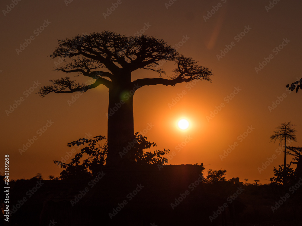 Baobab trees at sunset Stock Photo | Adobe Stock