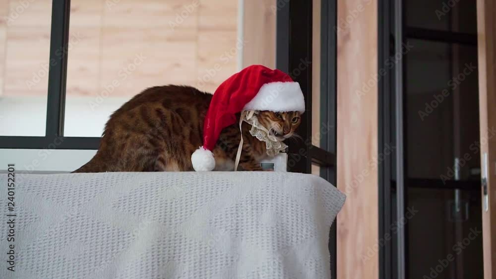 Bengal cat with a real smile in the image of a grinning, treacherous ...