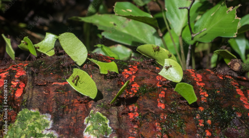 Amazon Rainforest Insect Stock Photo | Adobe Stock