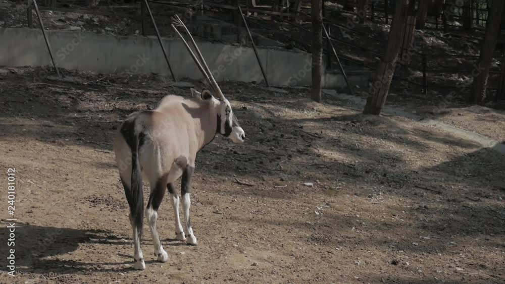 The gemsbok or gemsbuck Oryx gazella is a large antelope in the Oryx ...