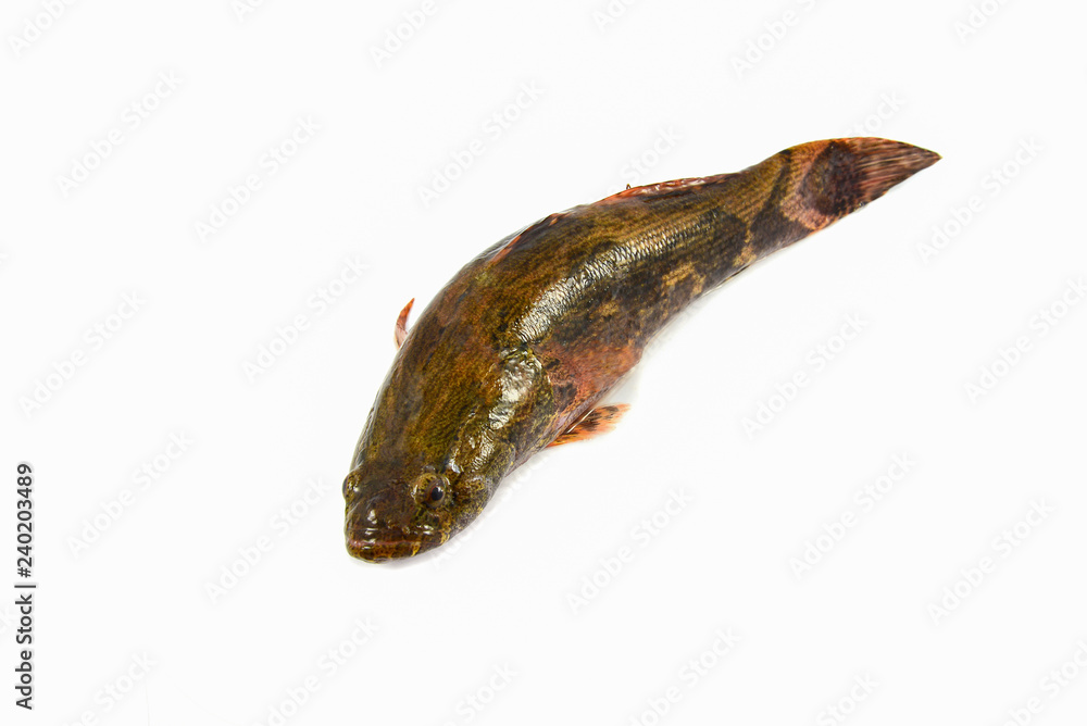 river goby fish isolated / fresh goby fish freshwater isolated on white ...