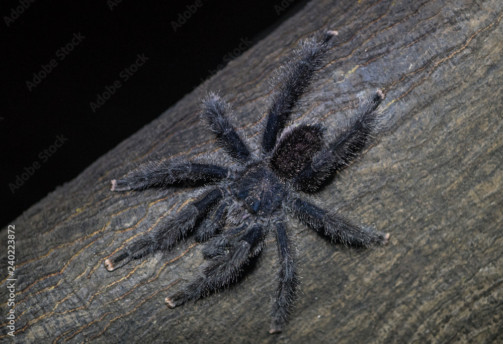 Amazon Rainforest Insect Stock Photo | Adobe Stock