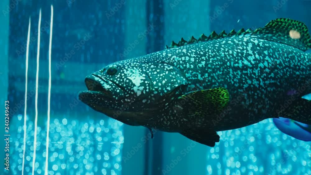 Floating Atlantic goliath grouper or itajara, Epinephelus itajara, also ...