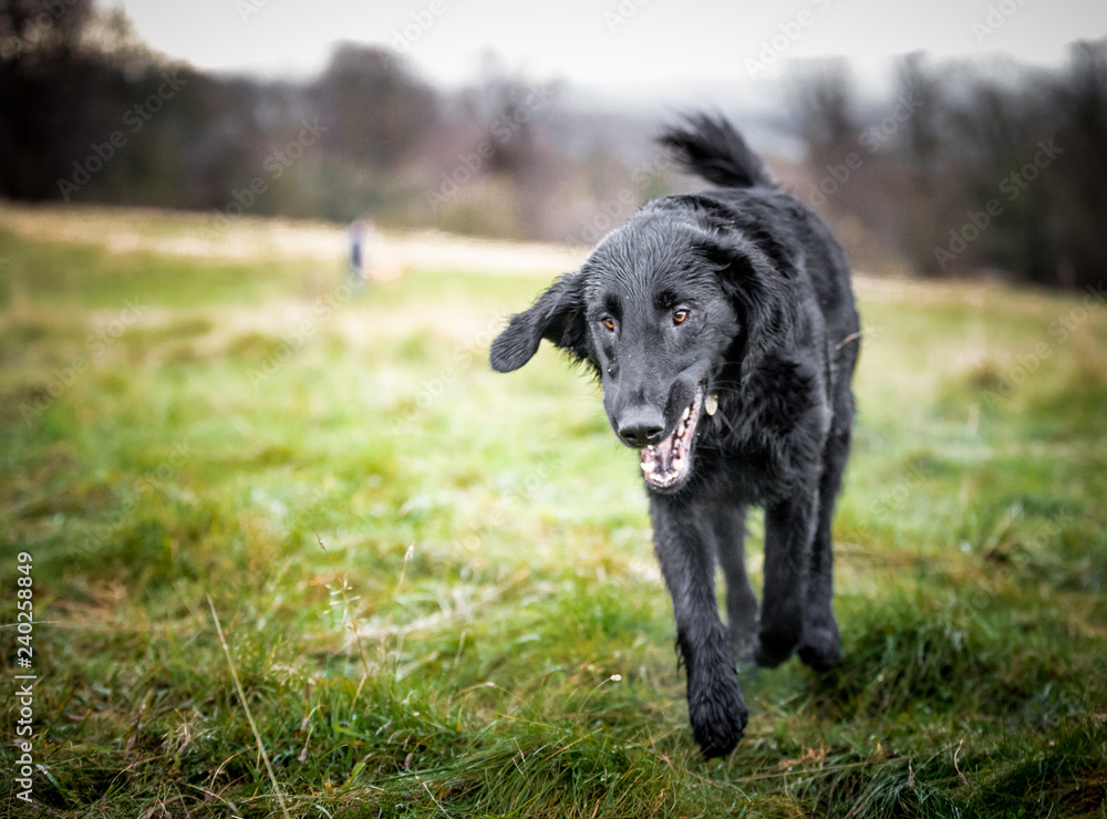 Yellow Flat Coated Retriever