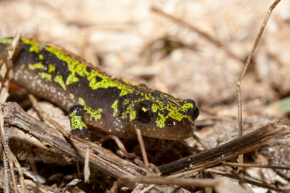 triturus marmoratus triton marbré phase terrestre Stock Photo | Adobe Stock