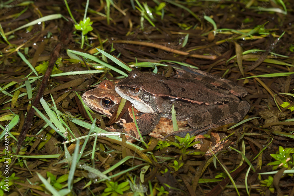 grenouille agile rana dalmatina amplexus reproduction Stock Photo ...