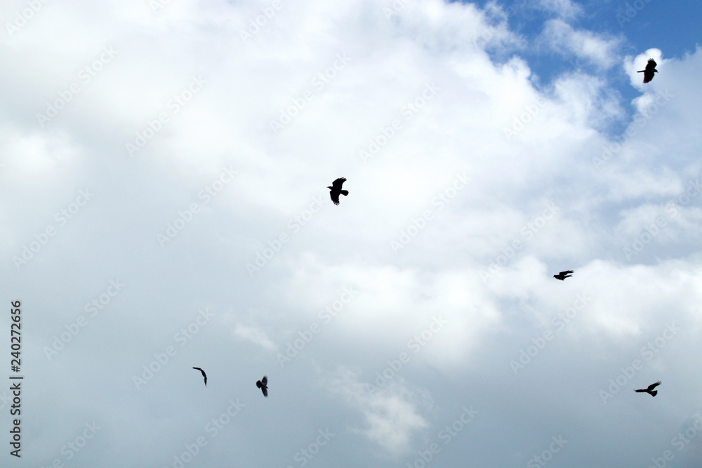 Crows Flying In Groups