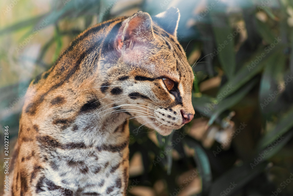 Baby Margay Cat