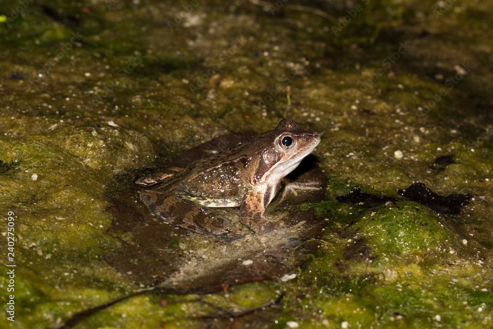 grenouille agile rana dalmatina periode de reproduction Stock Photo ...