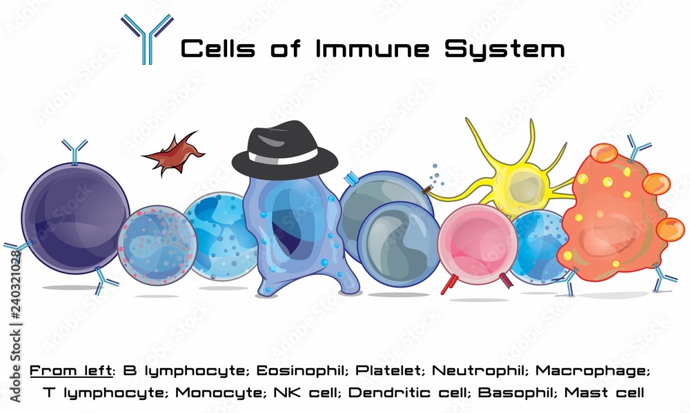 Immune cell army is the immune system that protects human body against ...