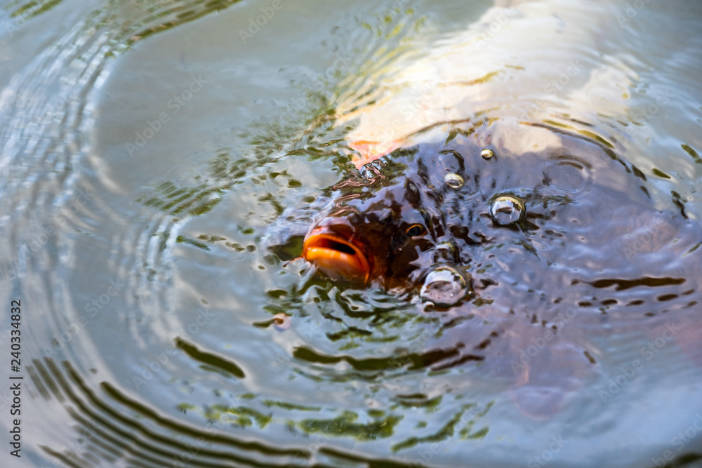 Black Koi fish (nishikigoi) swimming in pond with eating feed Stock ...