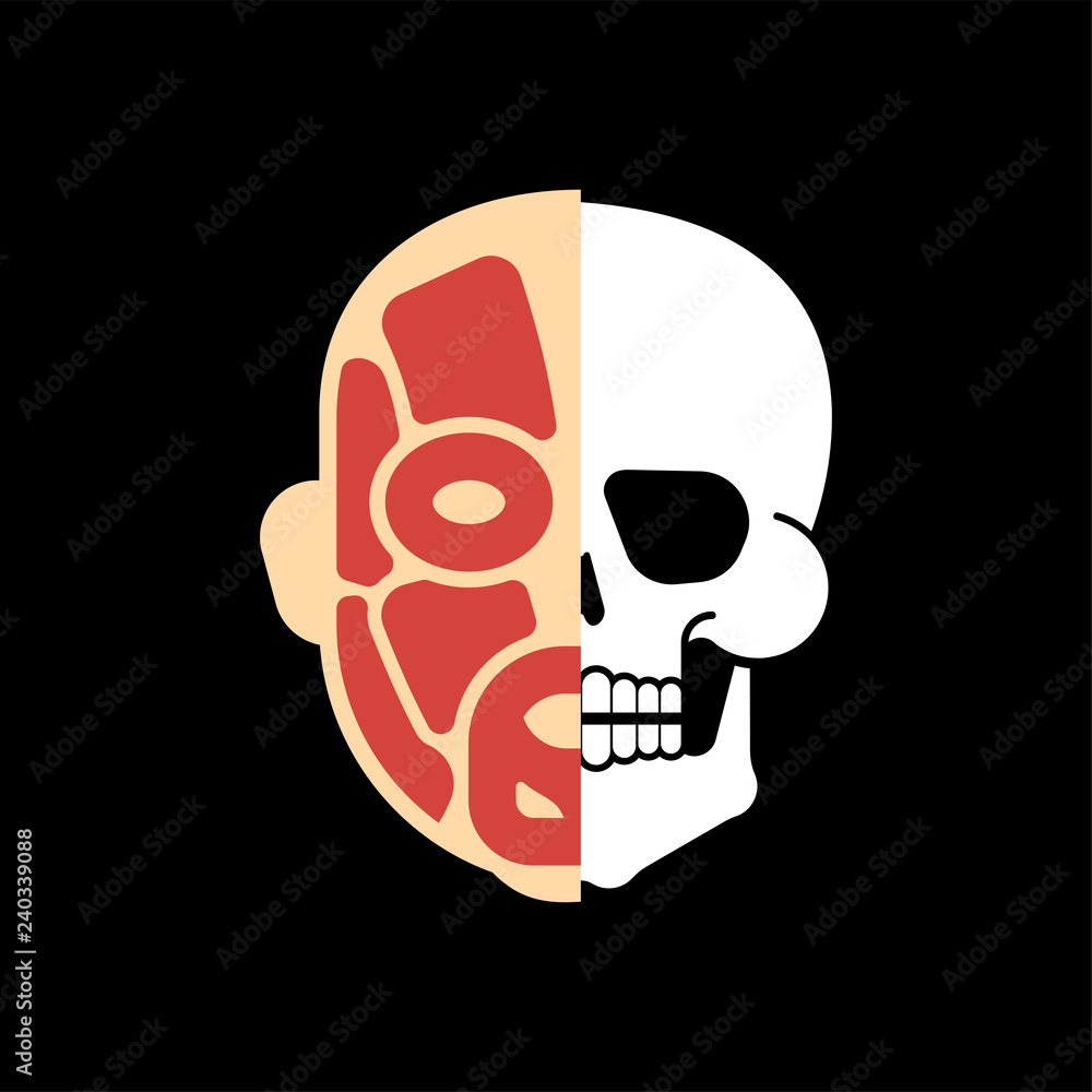 Skull and Muscular face anatomy. Bones and muscles system human head ...