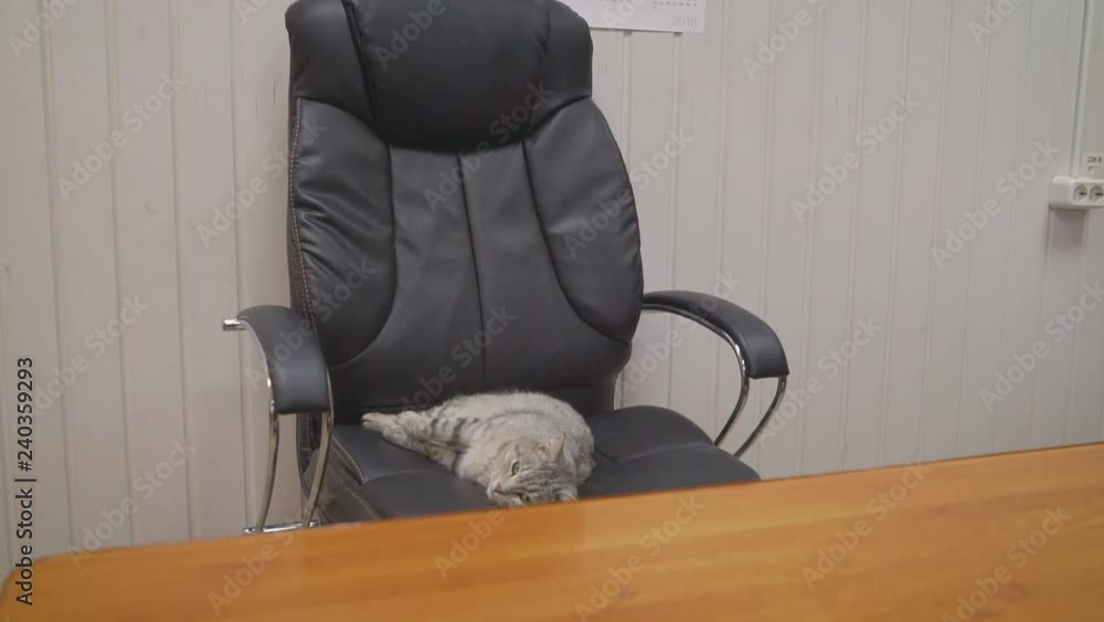 Cat lies in an office chair.. black cat lazily playing lying on the ...