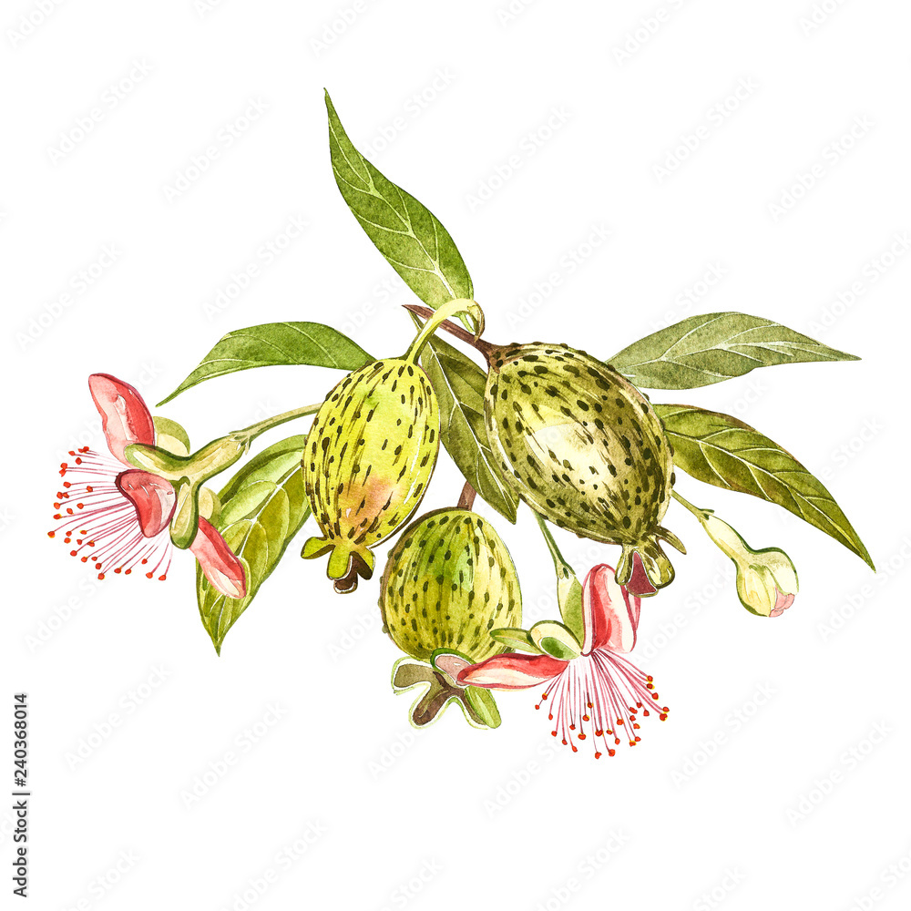 Watercolor illustration feijoa plant. Hand drawn watercolor painting on ...