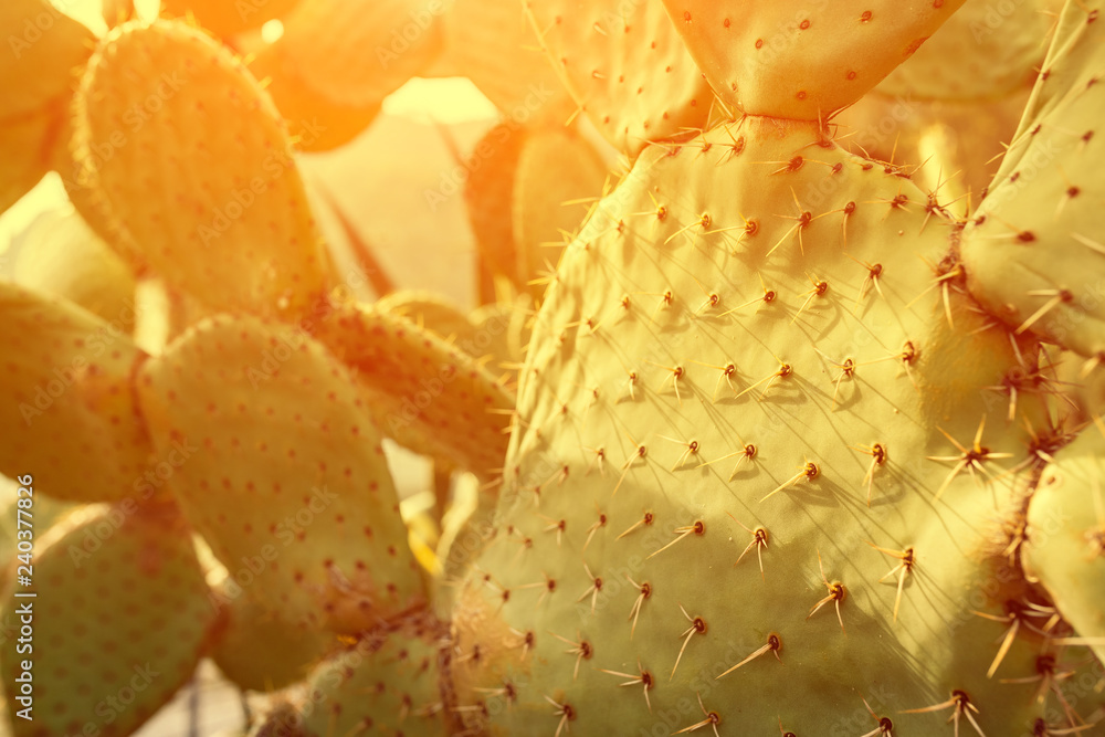 Weather Cactus