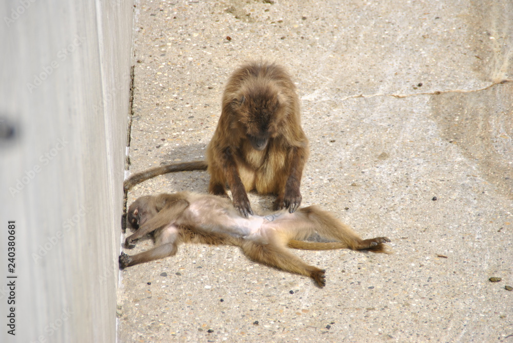 Tiere im Zoo Stock Photo | Adobe Stock