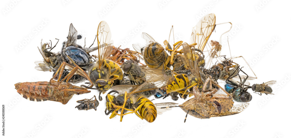 Many different dead insects are in one pile. Isolated on white Stock ...