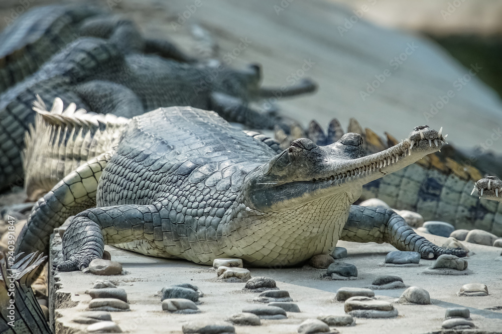 Gharial crocodile (Gavialis gangeticus), also known as the Gavial in ...