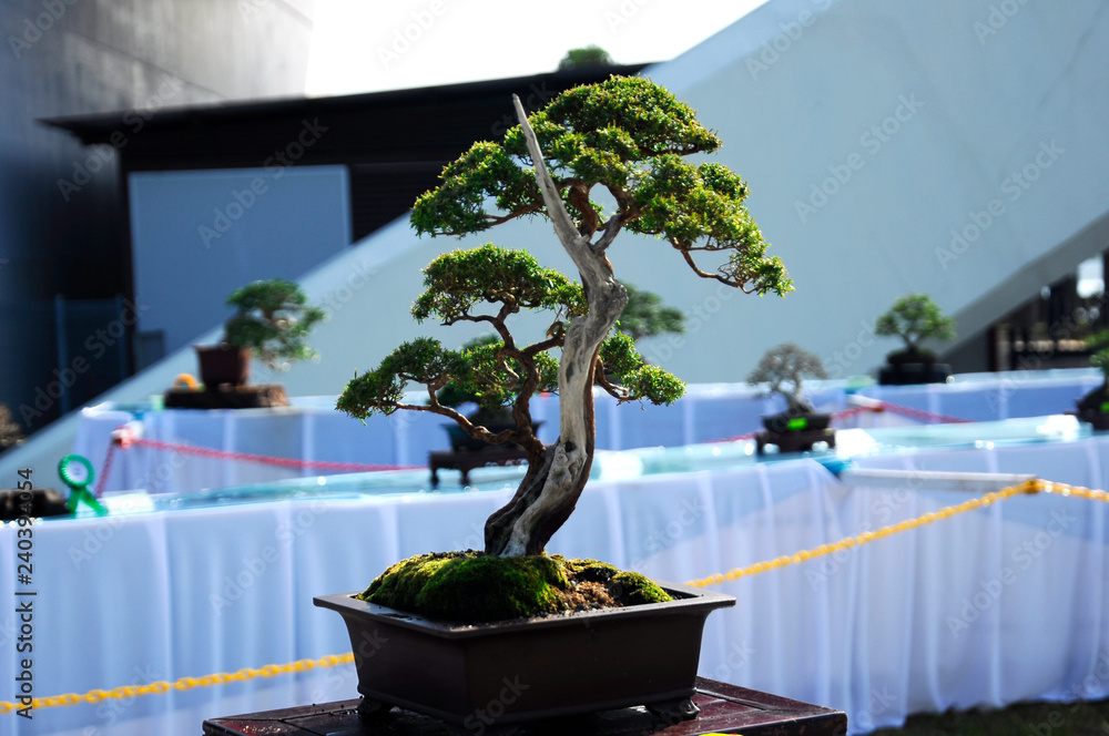 Bonsai tree display for public in Royal Floria Putrajaya garden in ...