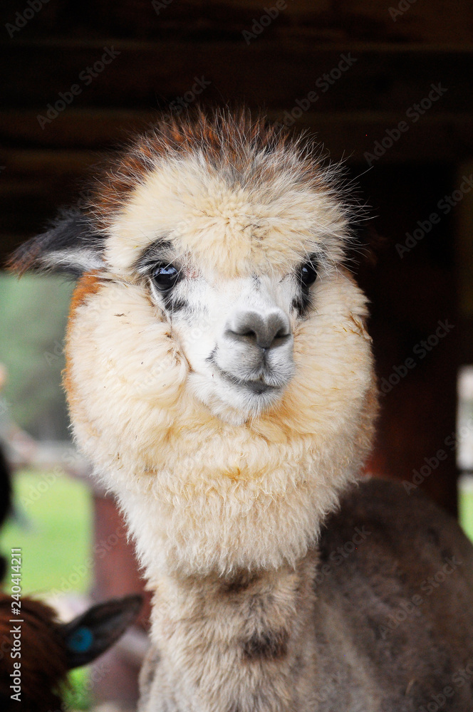 Alpaca Smile