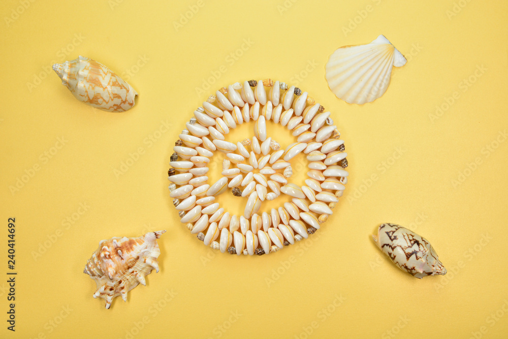sea and ocean shells on a blue background, sea shells, beautiful ...