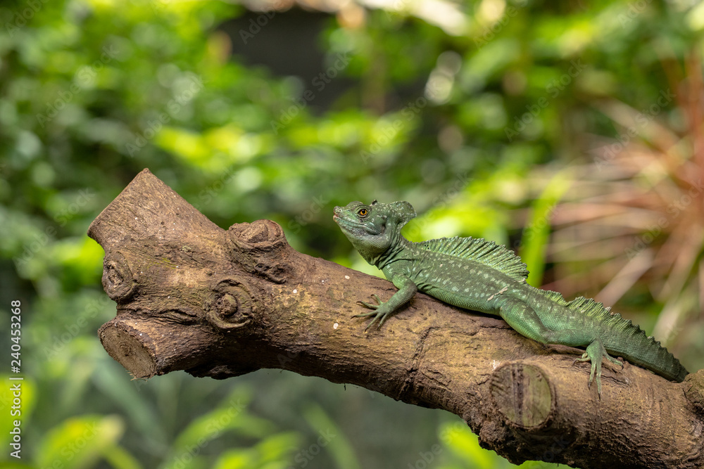 Plumed basilisk, Basiliscus plumifrons, also known as the green ...