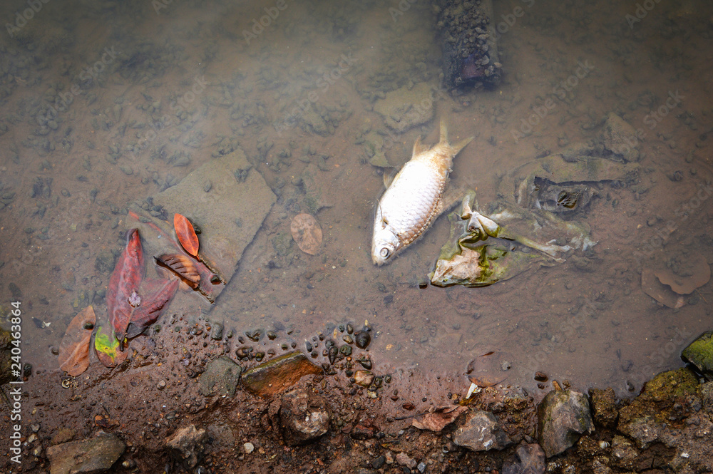 Dead fish floating surface in the dark water on river - water pollution ...