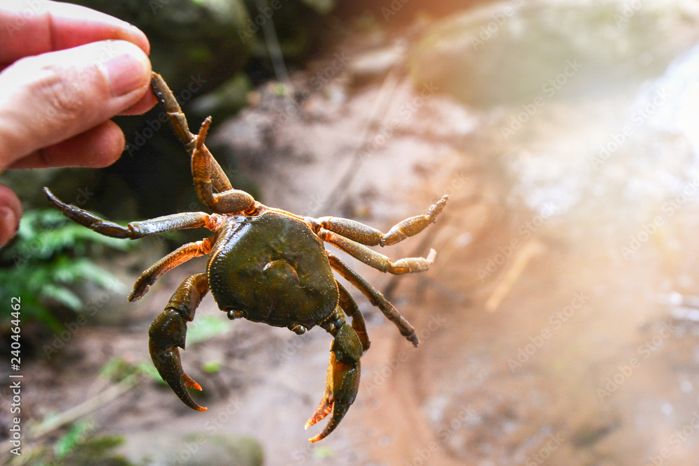 Crab show claw in hand in the river streams nature forest / Spiny rock ...