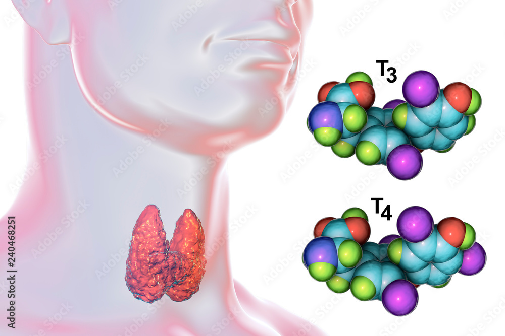 Molecules of thyroid hormones T3 and T4. Triiodothyronine and thyroxine, 3D illustration Stock ...