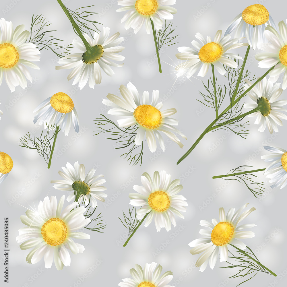 Chamomile Flower Vector