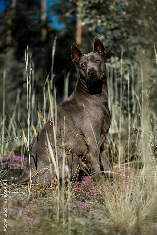 Thai Ridgeback Grey