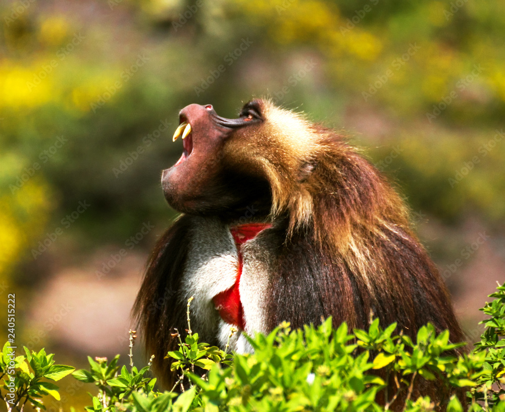 Gelada Baboon Yawning Stock Photo | Adobe Stock