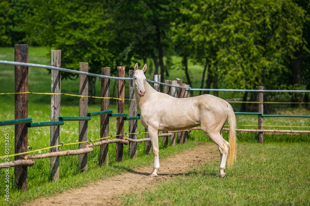 Akhal Teke White