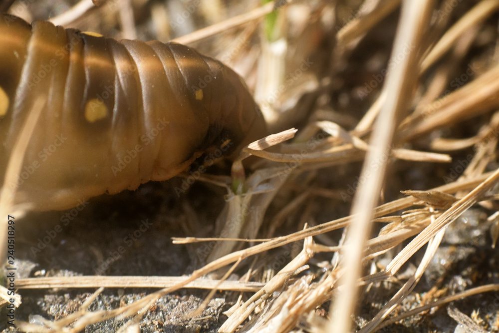 fat caterpillar of a hawk moth close-up body parts Stock Photo | Adobe ...